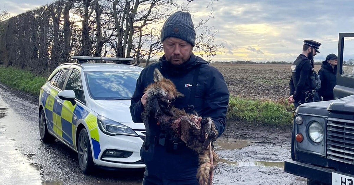 Police Take No Further Action Against Kent Hunt That Killed A Fox In