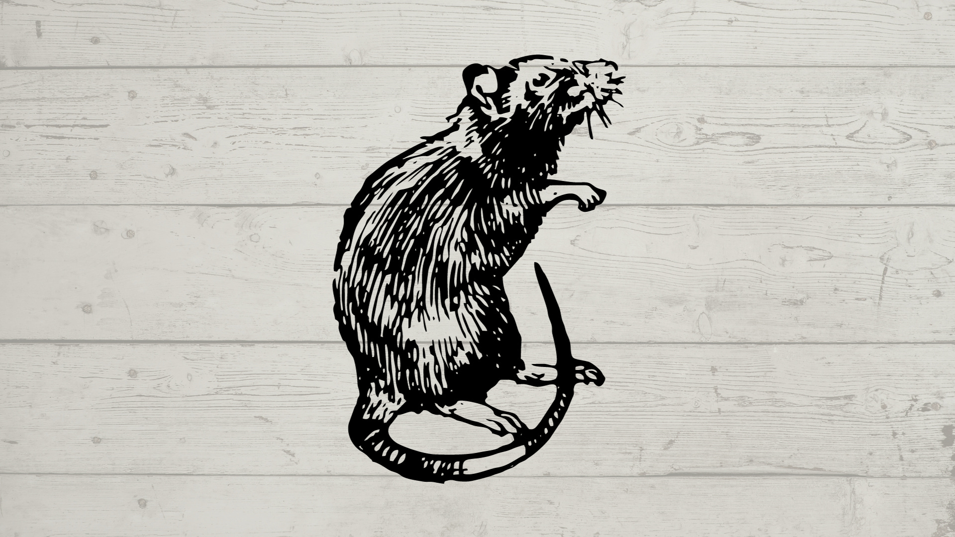 A hot night in a Manchester rat pit - by Dean Kirby