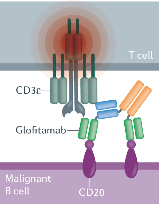 EBV immunotherapy for MS: glofitamab induction