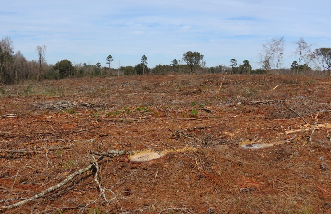 Another Forest Went Down This Week