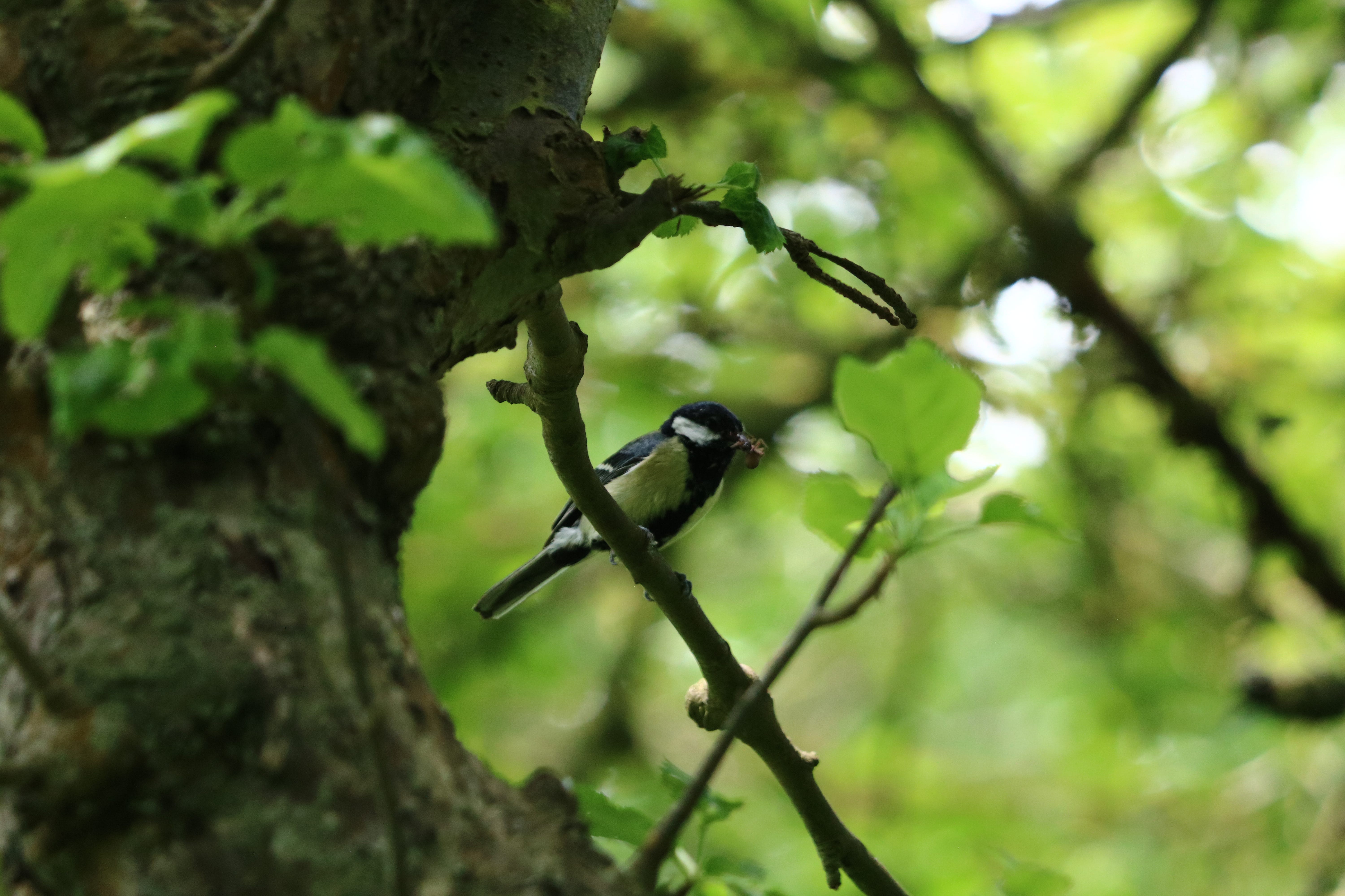 At Apple Blossom Time - by Deborah Vass - Still Sketching