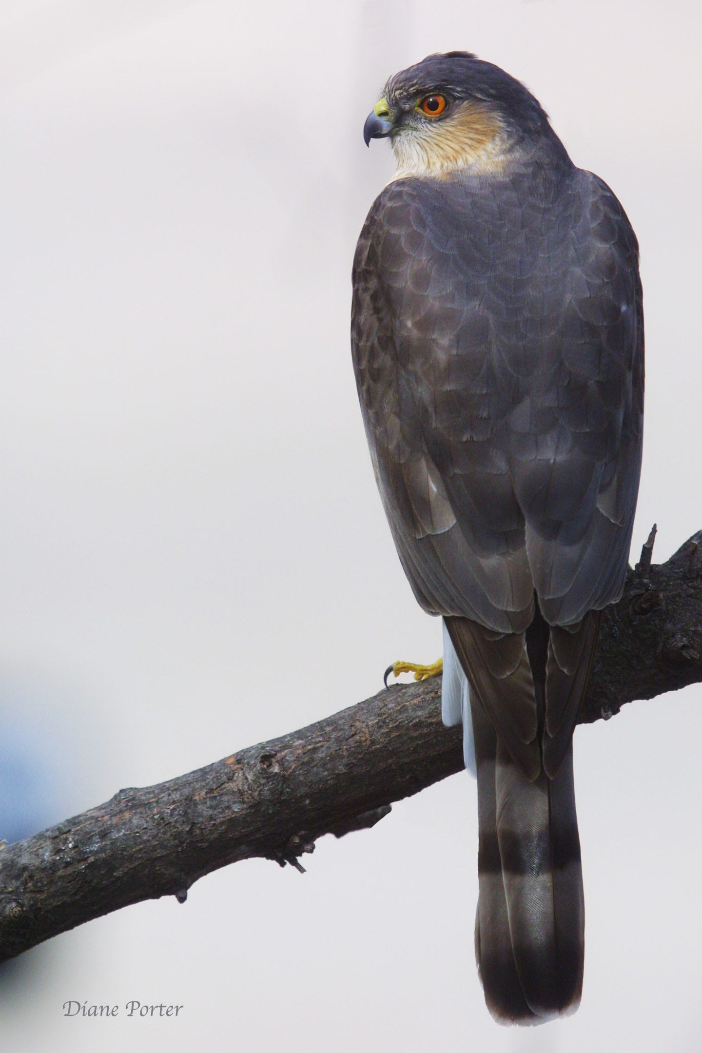 Sharp-shinned Hawk - by Diane Porter - My Gaia