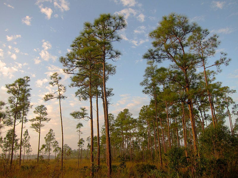 Longleaf Pine Tree
