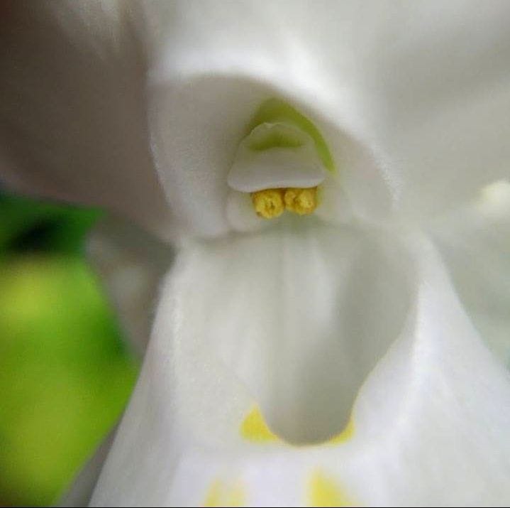 SPECIES PROFILE: UTRICULARIA ALPINA - by Dan DiPietro