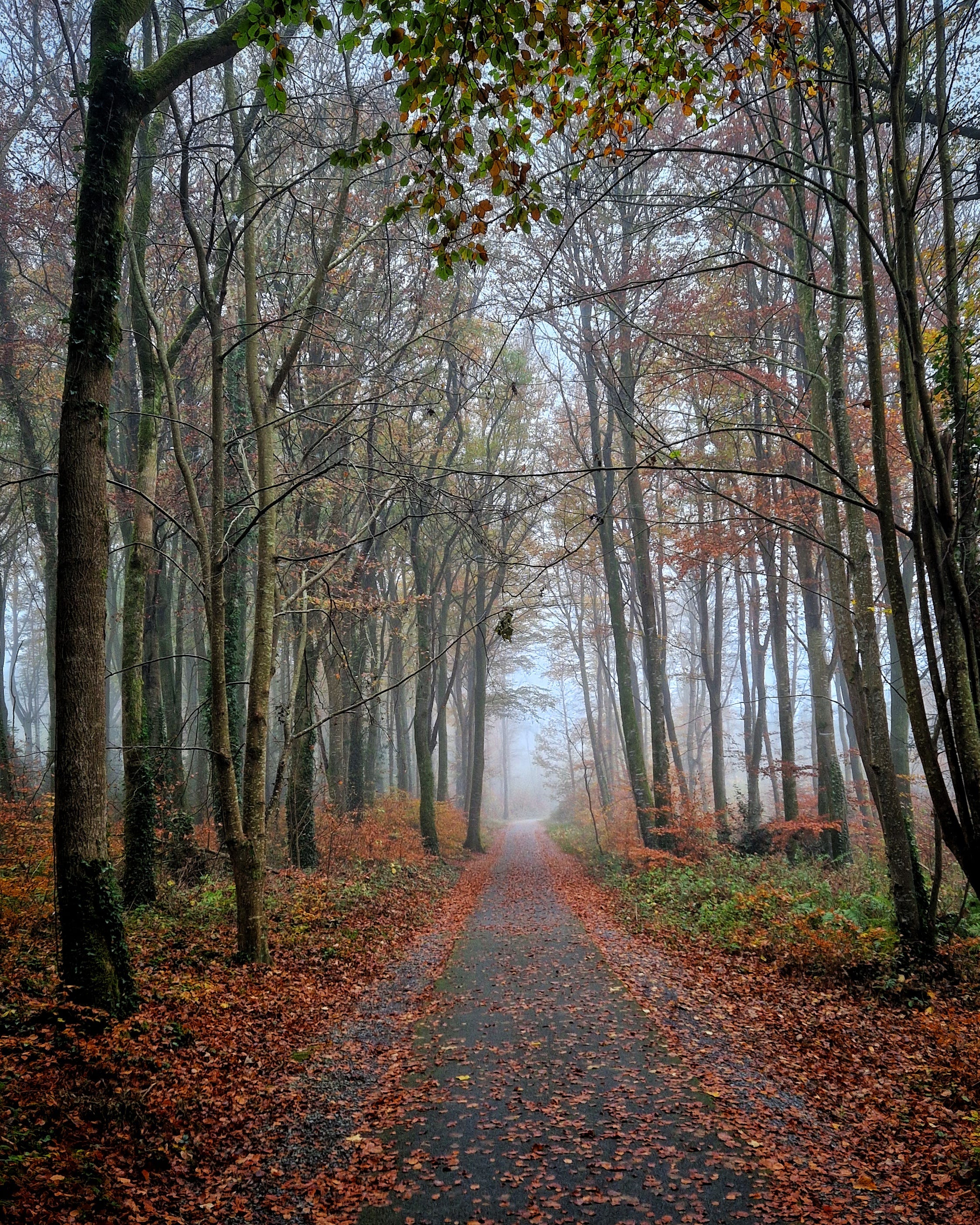 Mist Magic - by Maura McHugh - Splinister