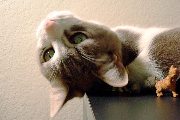 Wonkette's Top Ten Stories Of The Week Are In The Valley Of The Dolls