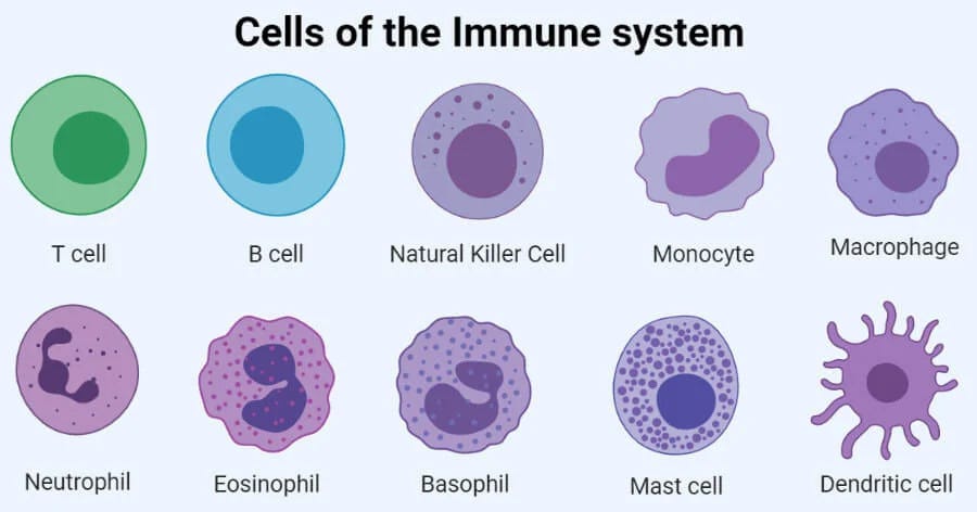 Understanding the Immune System - Natural Vet