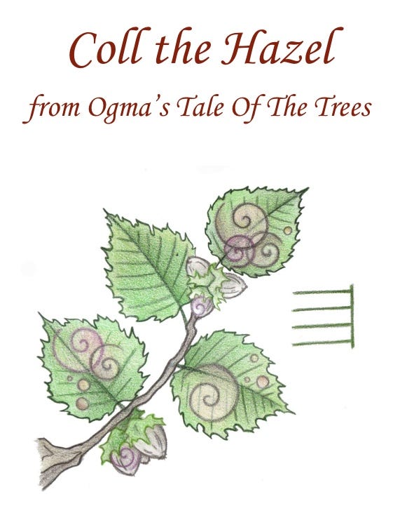 Coll The Hazel - by John Willmott RIP 2024