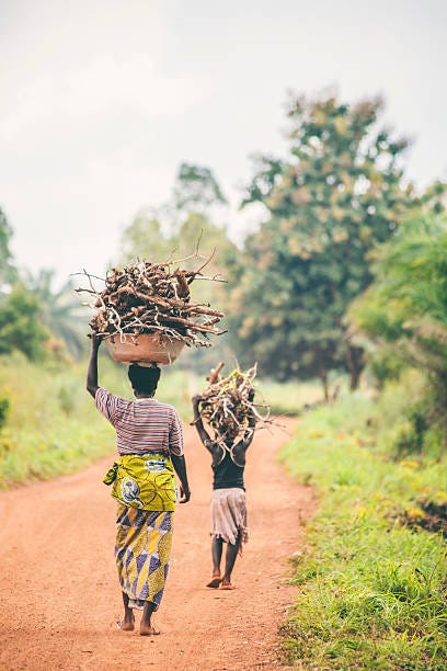 Glimmer of hope in revised legislation as forest degradation worsens