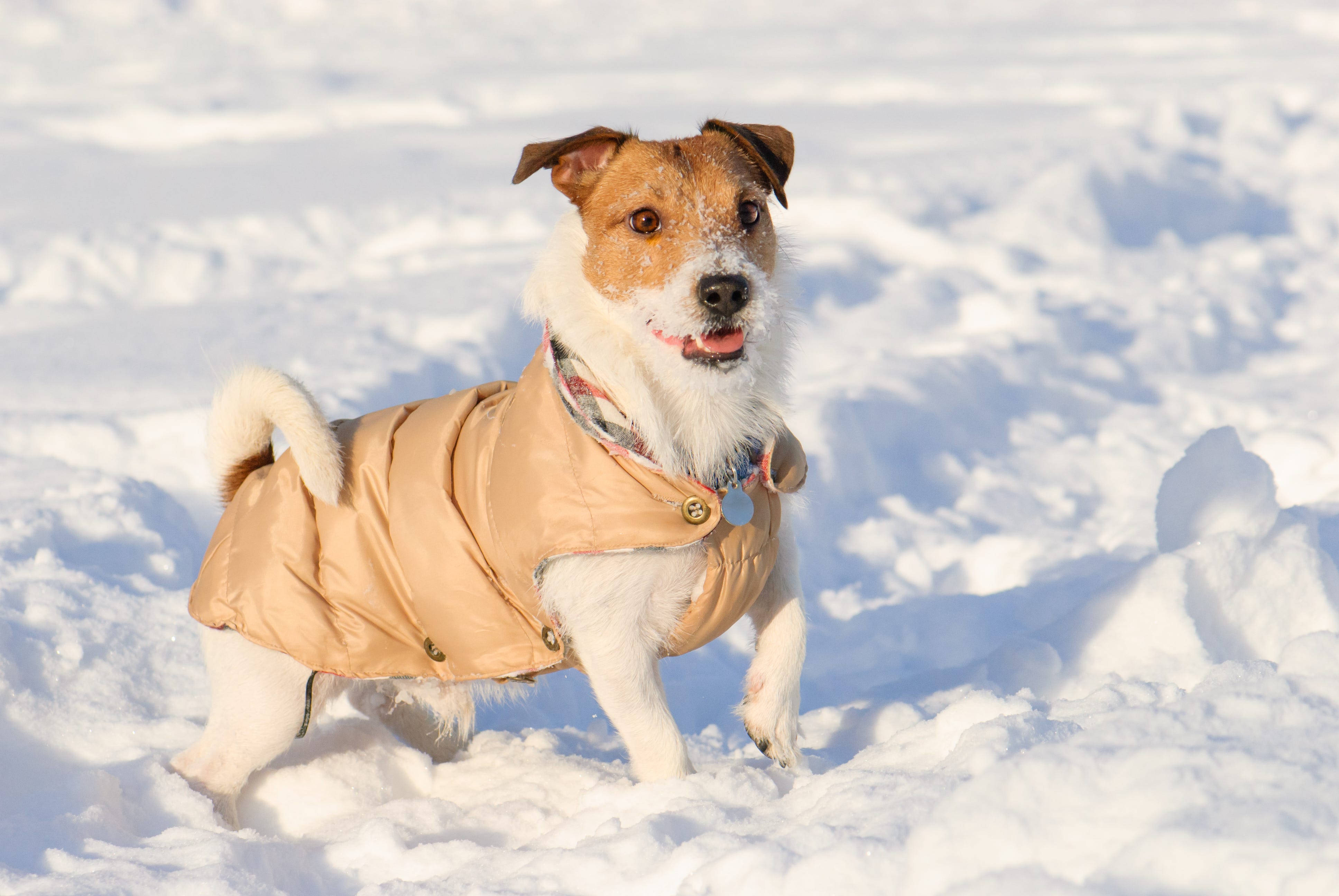 Dressing For Winter - by Dr. Amy Attas - Pets and the City