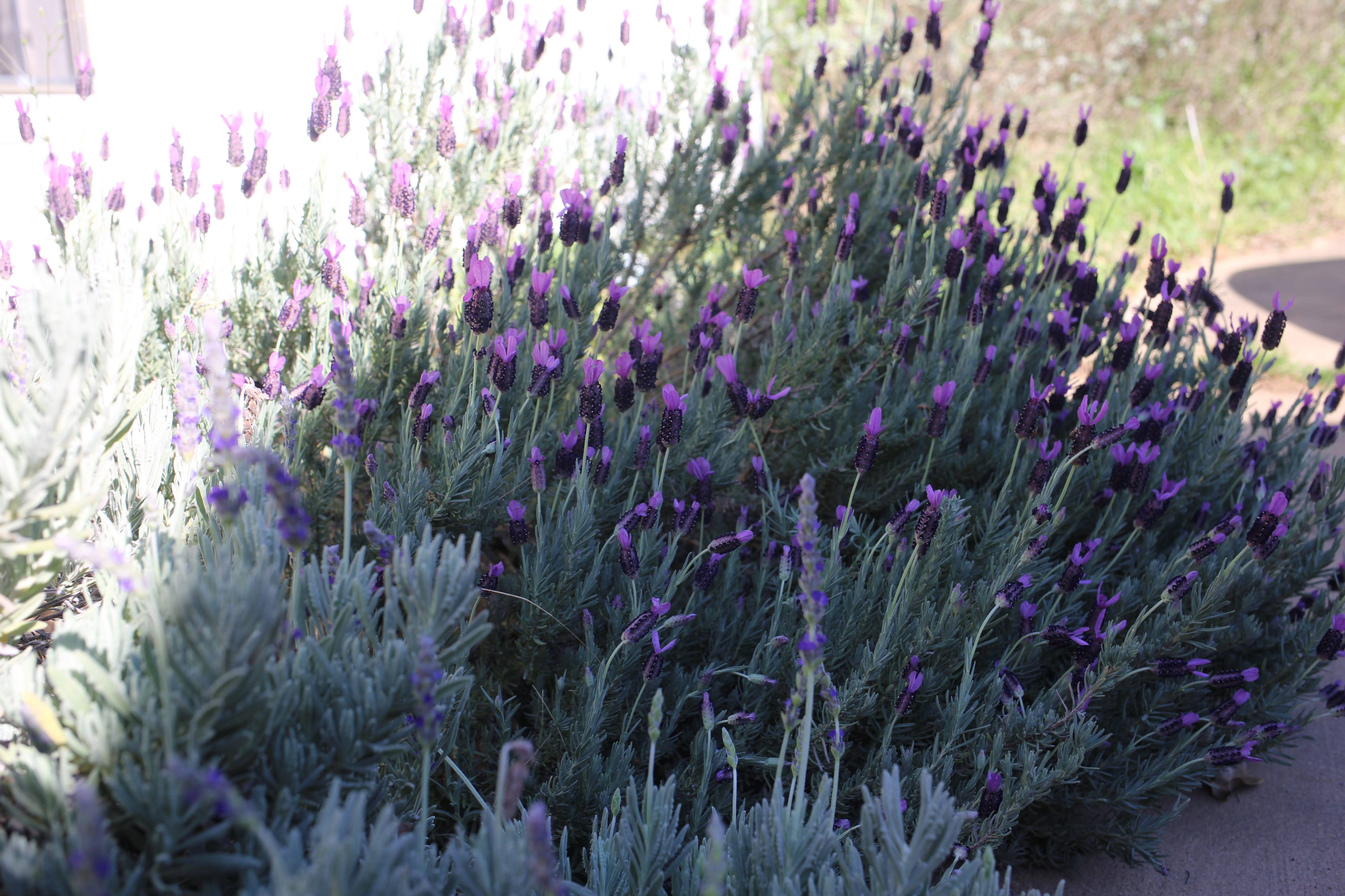 Sewing Lavender Sachets - by Maura Ambrose - Life Quilts
