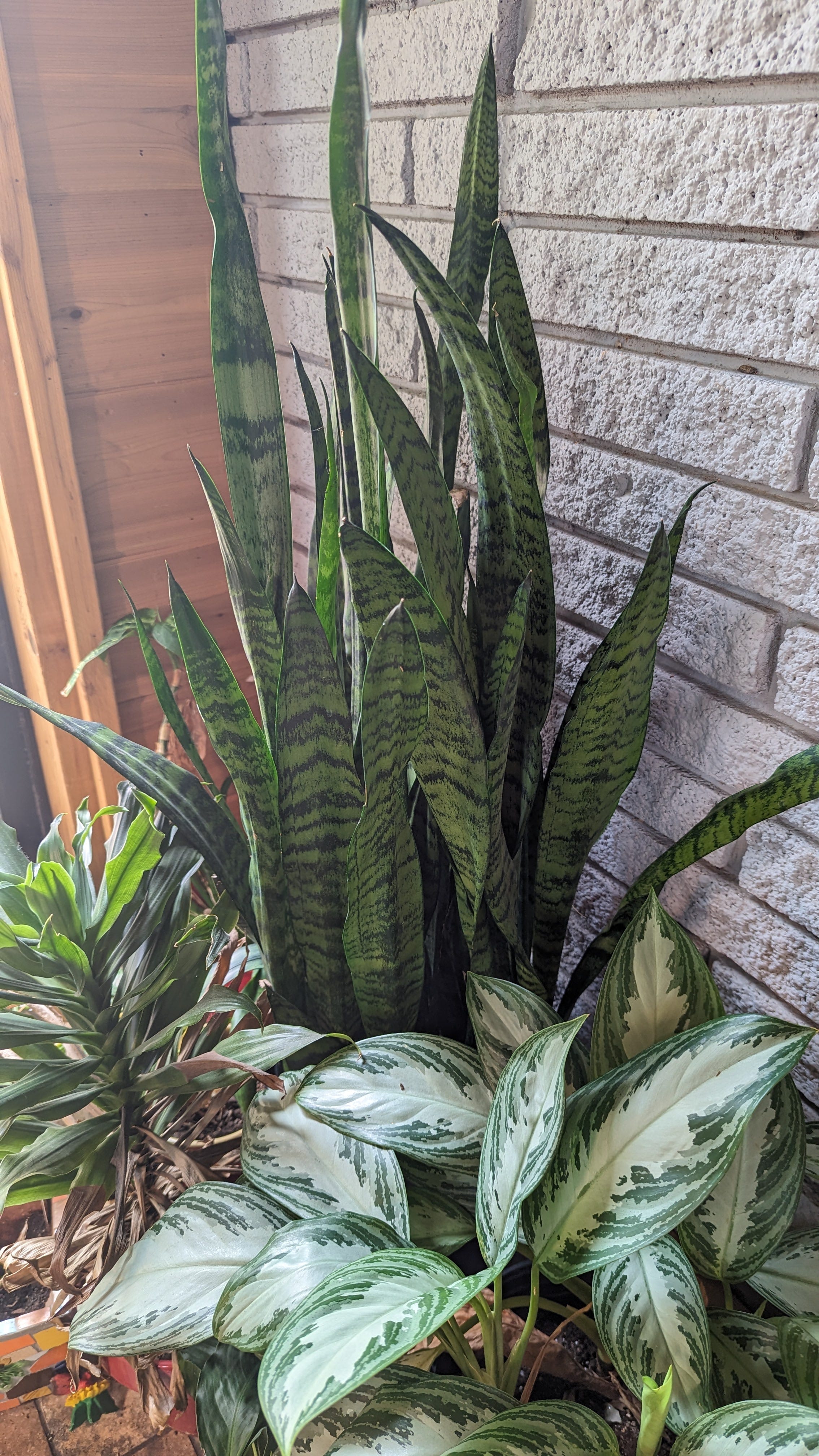 My favorite super-easy plants - by Zawn Villines