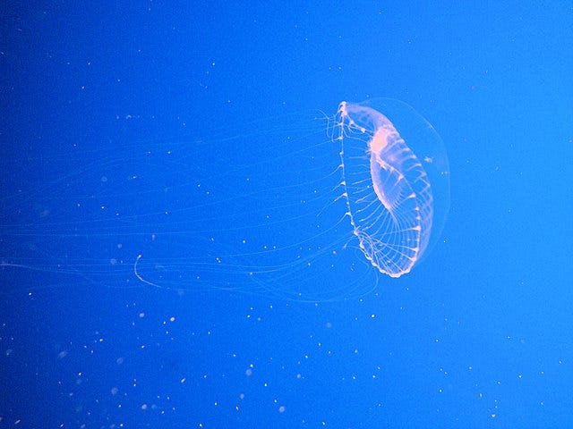 Lost science - by Works in Progress and Ulkar Aghayeva