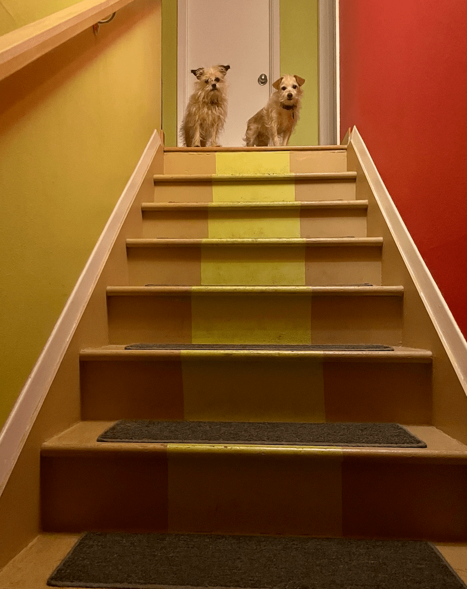 Dog invents clever new way to climb stairs