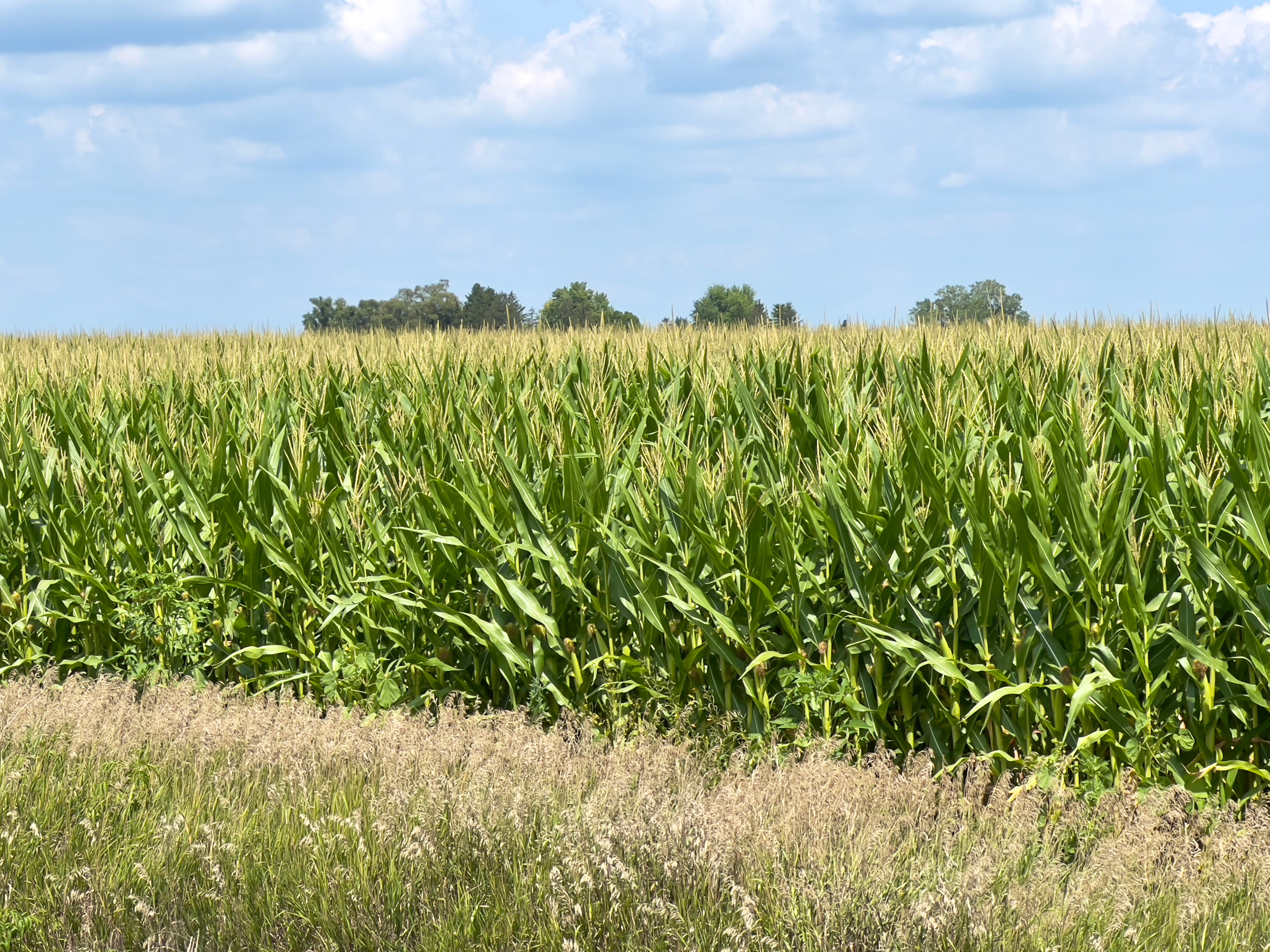 Day on the Farm with Organic Grain Pioneer