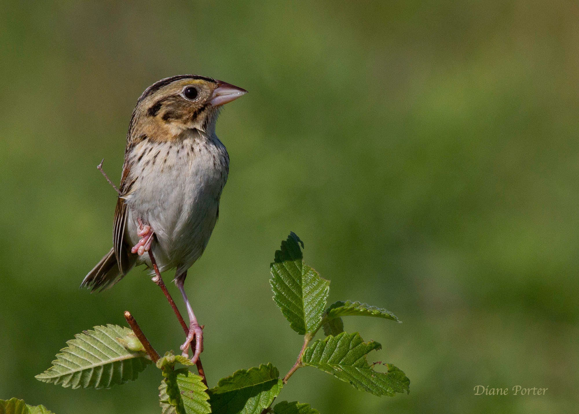 An Insignificant Sparrow - by Diane Porter - My Gaia