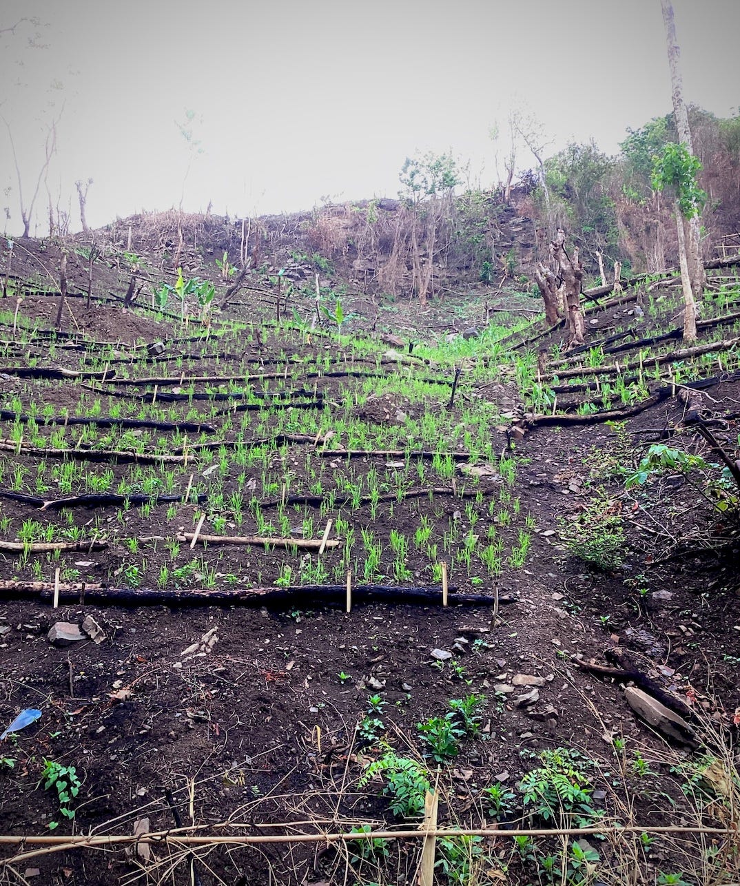 Foraging through impending loss - Vittles