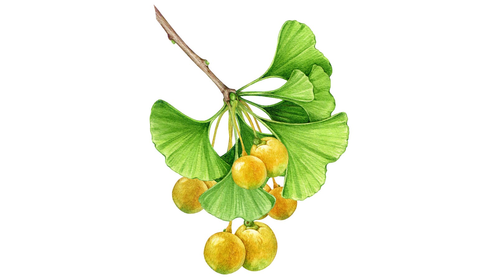 Ginkgo Nuts Roasting on an Open Fire