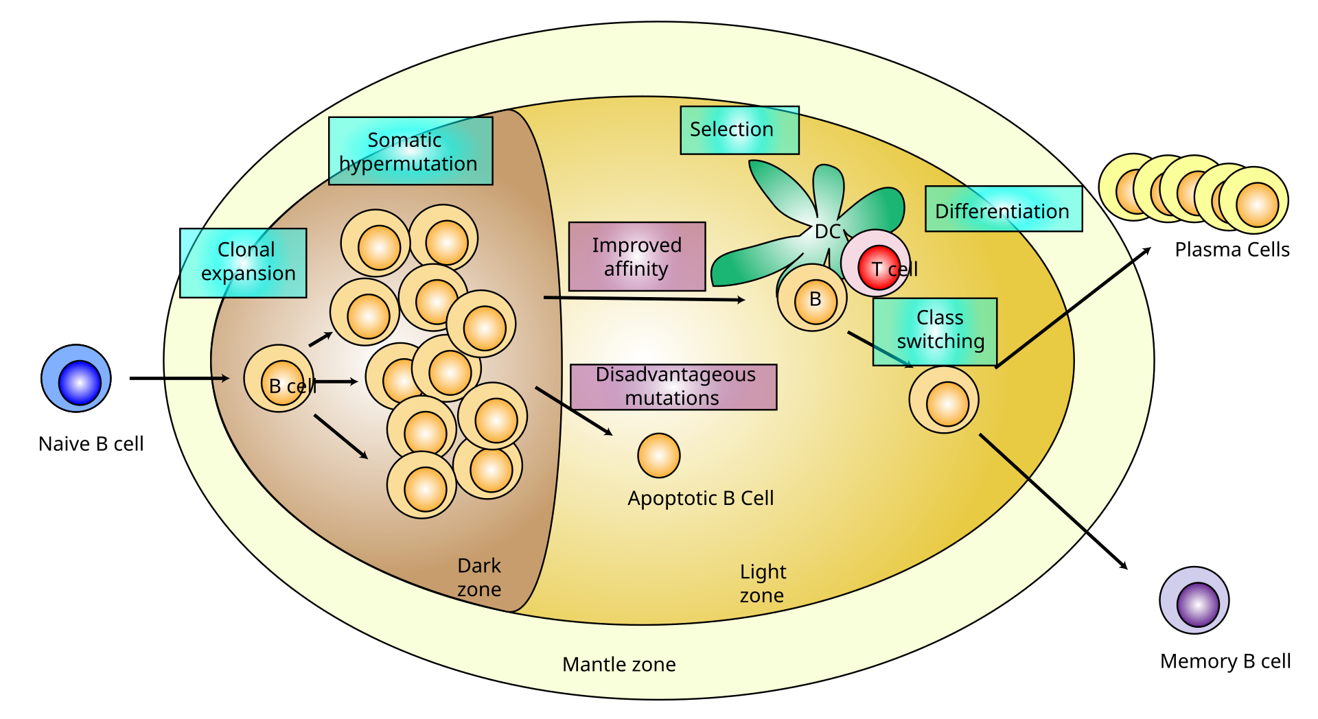 A recent preprint links SV40 enhancer to cancer but more importantly ...