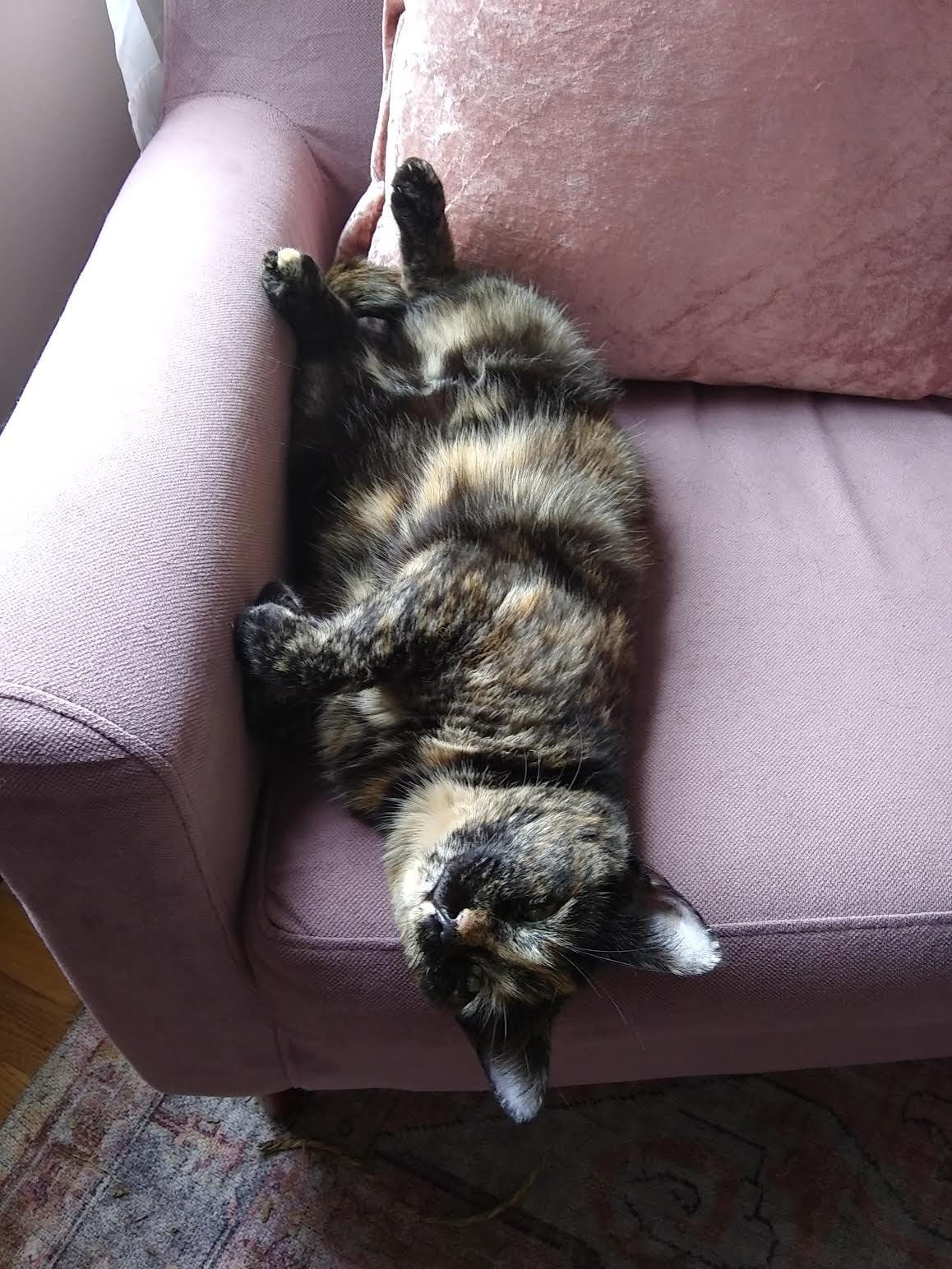 SALLY: The Story Of A Shelter Cat