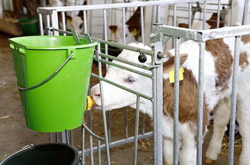 Bucket calves. The wolf reintroduction lawsuit was unsuccessful (still ...