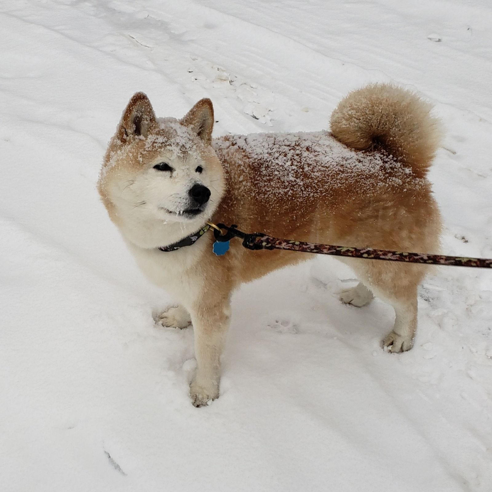 What Is the Sound of Yuki Lapping?