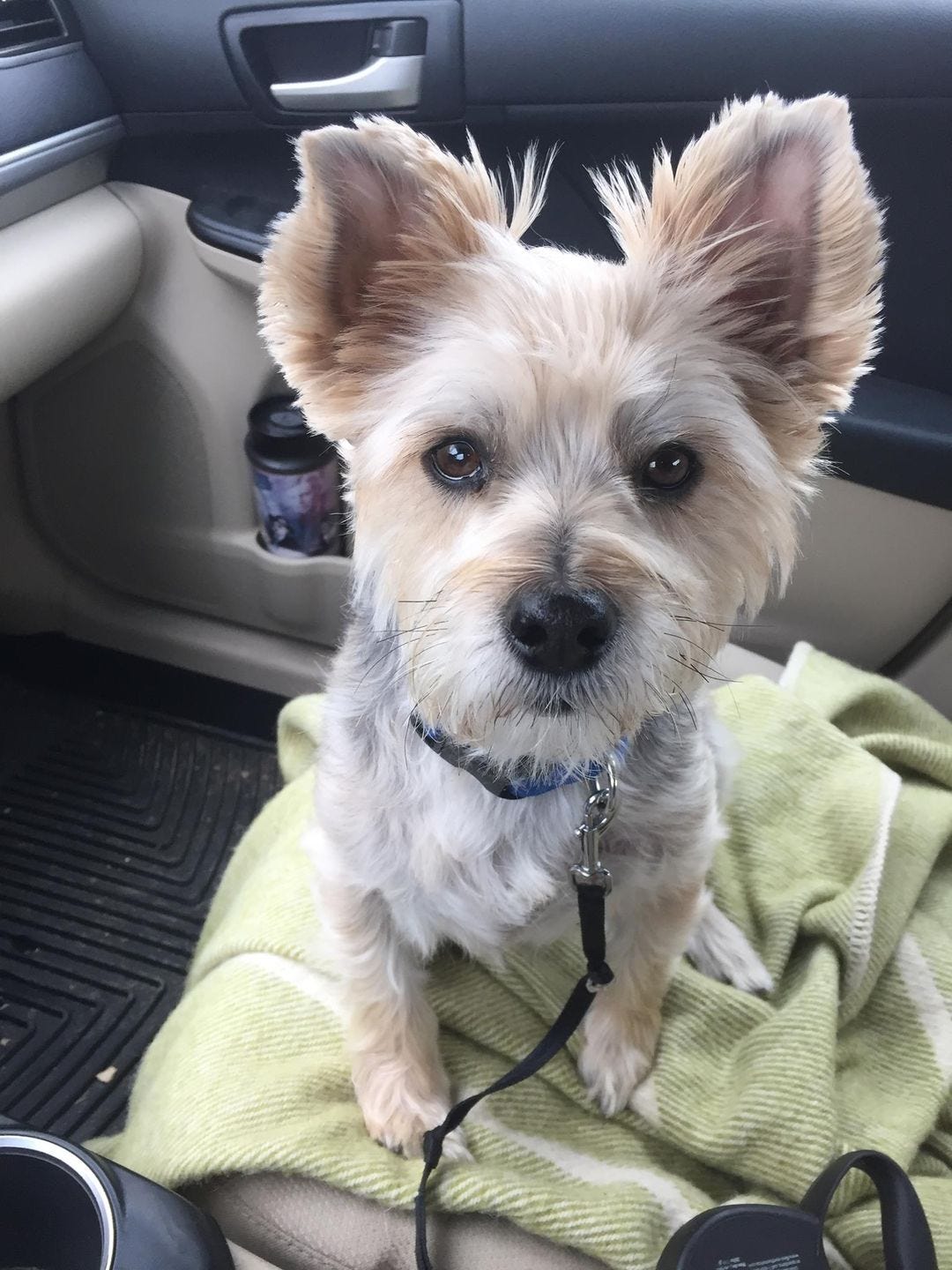 Dog doo doo - by Dave Dempsey - David’s Substack