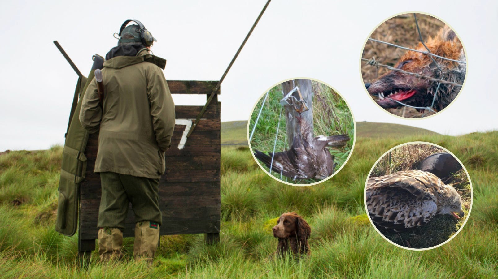 OPINION: The REALITY behind the 'Glorious 12th' - traps, snares and ...