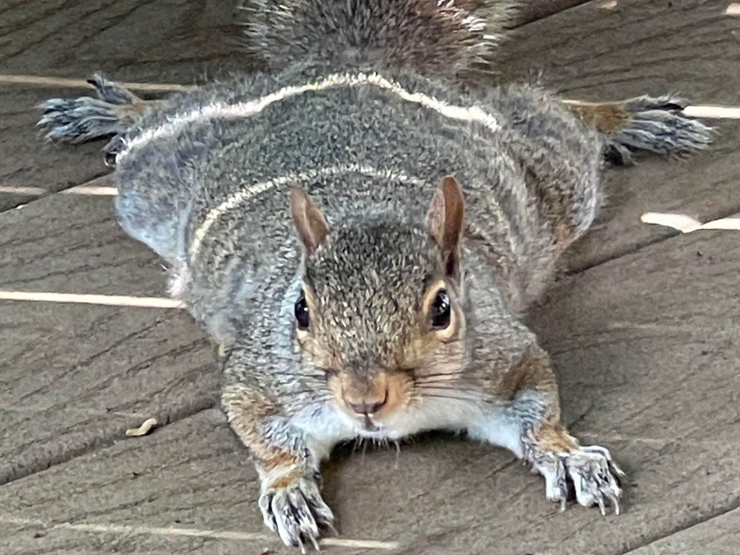 Can ‘Splooting’ Help Beat The Heat? - by Bruce Y. Lee