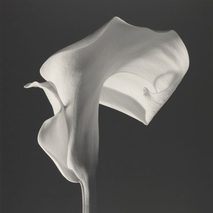 Jamie & Celia | Substack