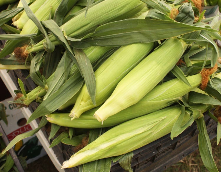 Quick Comms: Plants - sleepydude’s Substack