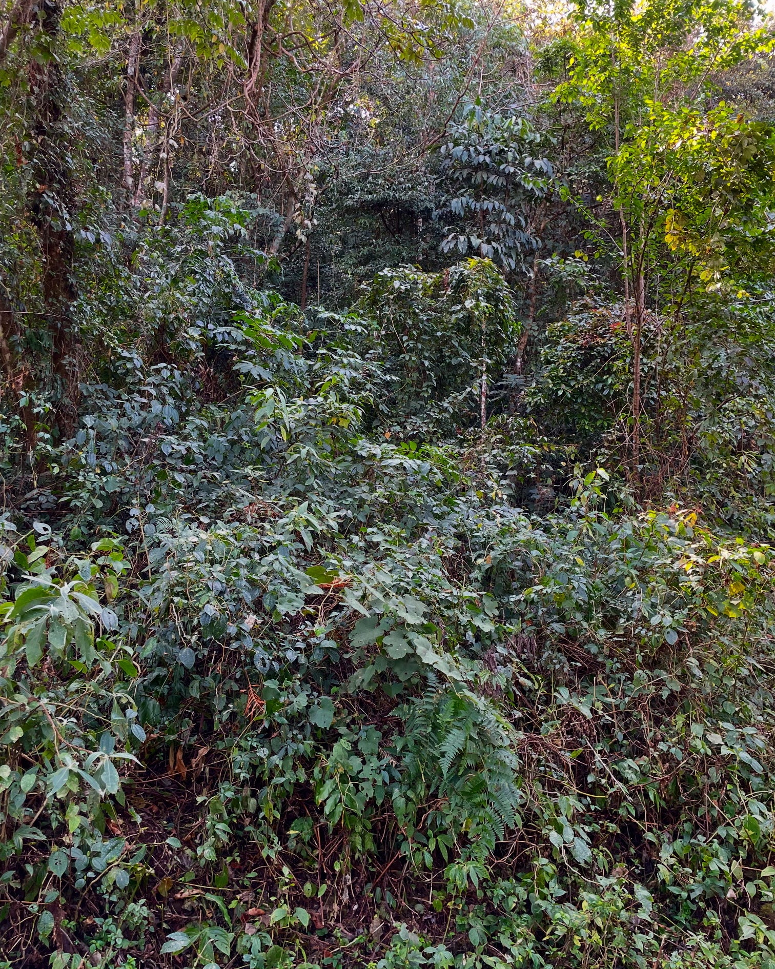 Botanic Garden Kohima - angelapaine’s Substack