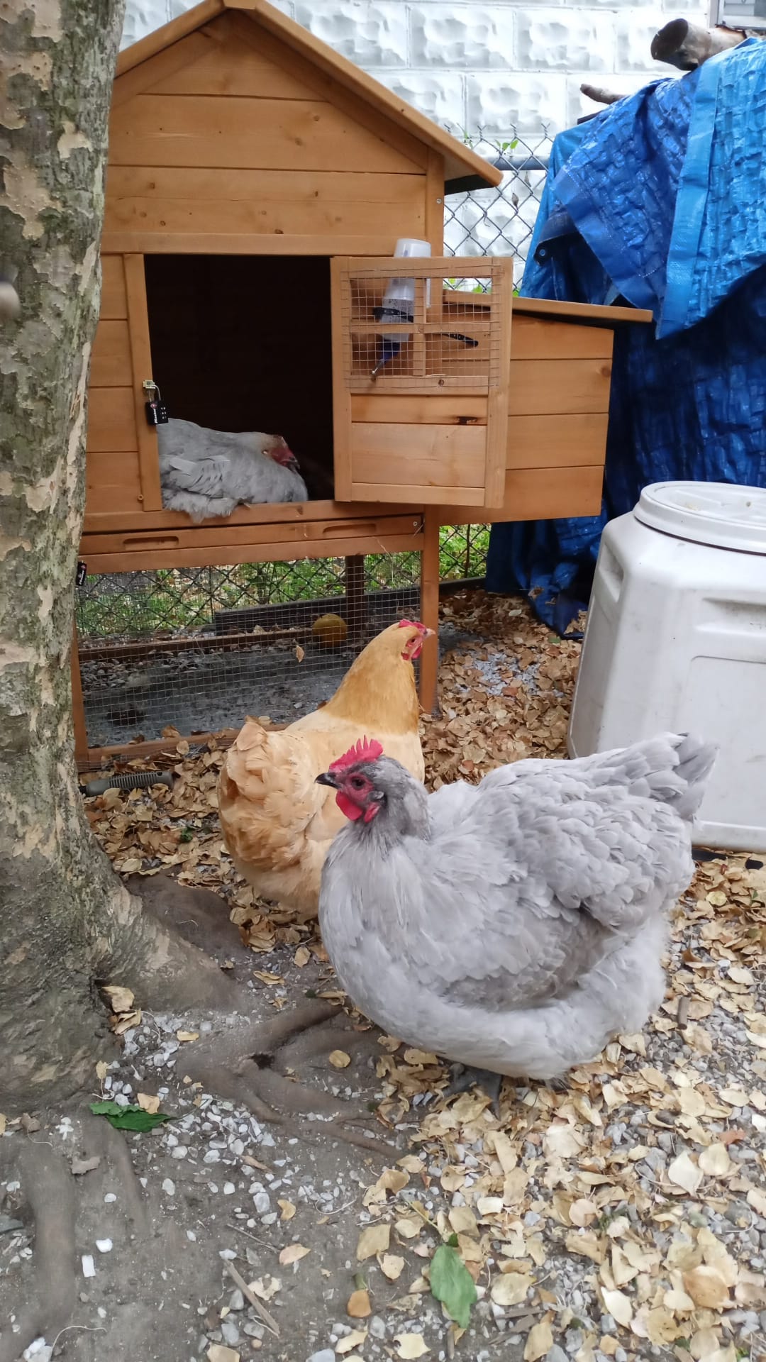 The Last Adventures of Happy the Chicken