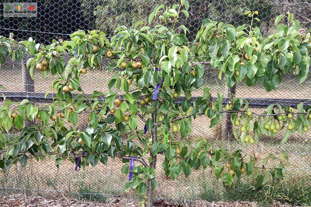 Grafting Plans for Multi-Graft Espaliered Fruit Trees