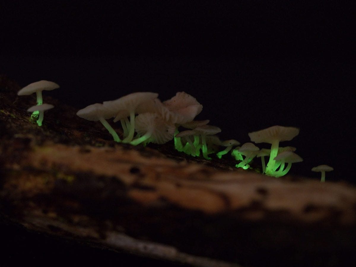 How to Capture Bioluminescent Mushroom Photos: A Comprehensive Guide