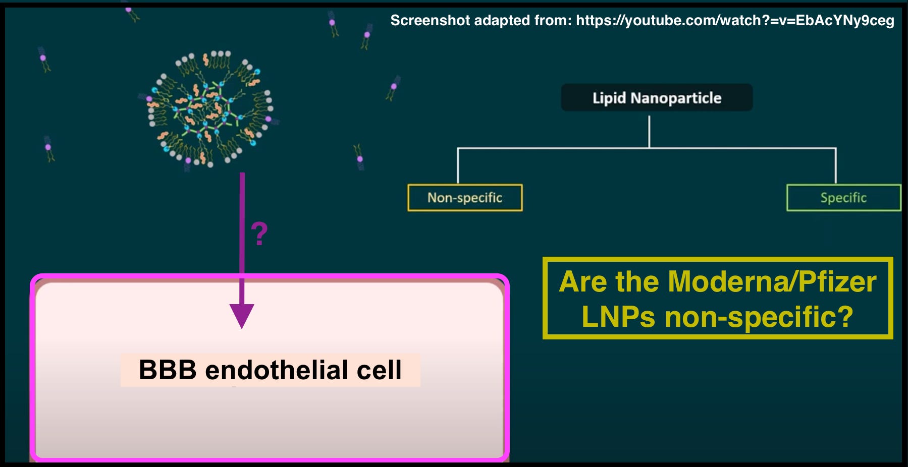 The blood-brain barrier (BBB) - by Jessica Rose