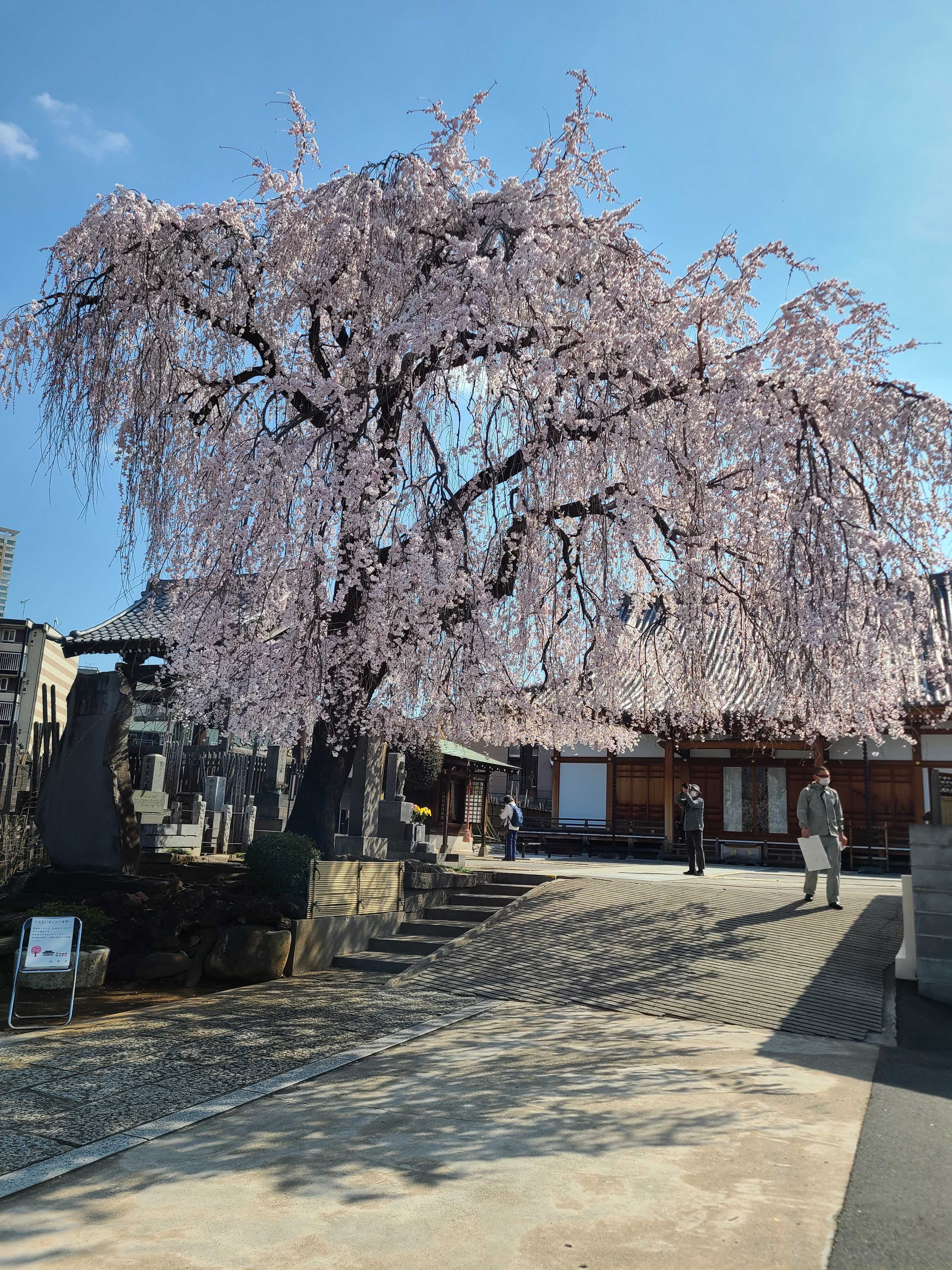 Emily in Osaka, Tokyo, and not Paris - by Emily H