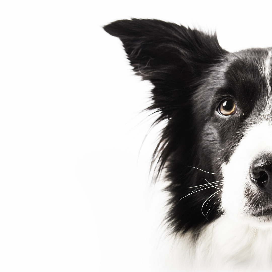 Writers & Border Collie Brain - by Roni Loren