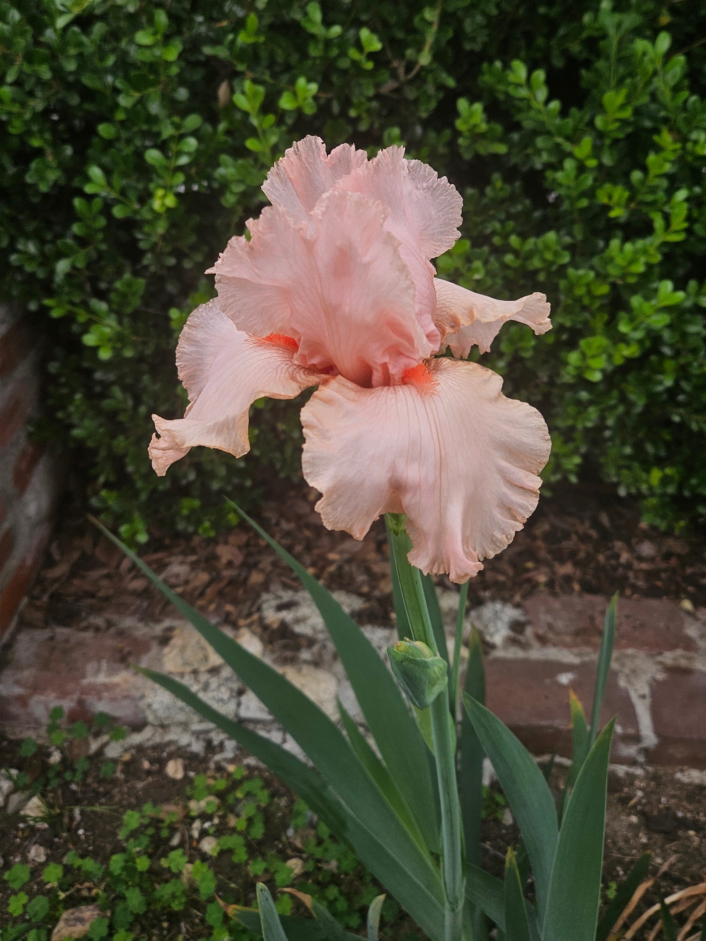 Weekend Plans: Deploy your subconscious - by Leigh Bardugo