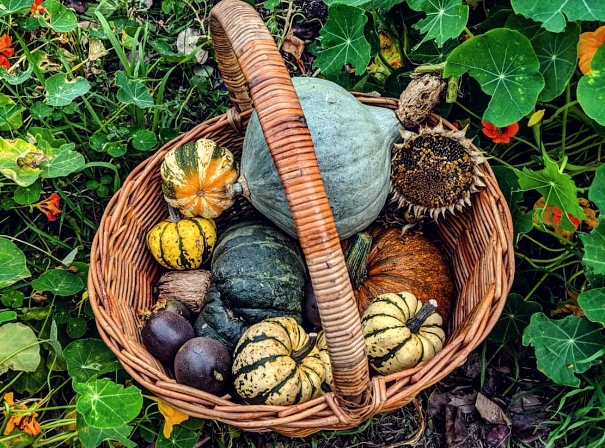Cheat Sheet: Pumpkins, Melons, Cucumbers & Squash.