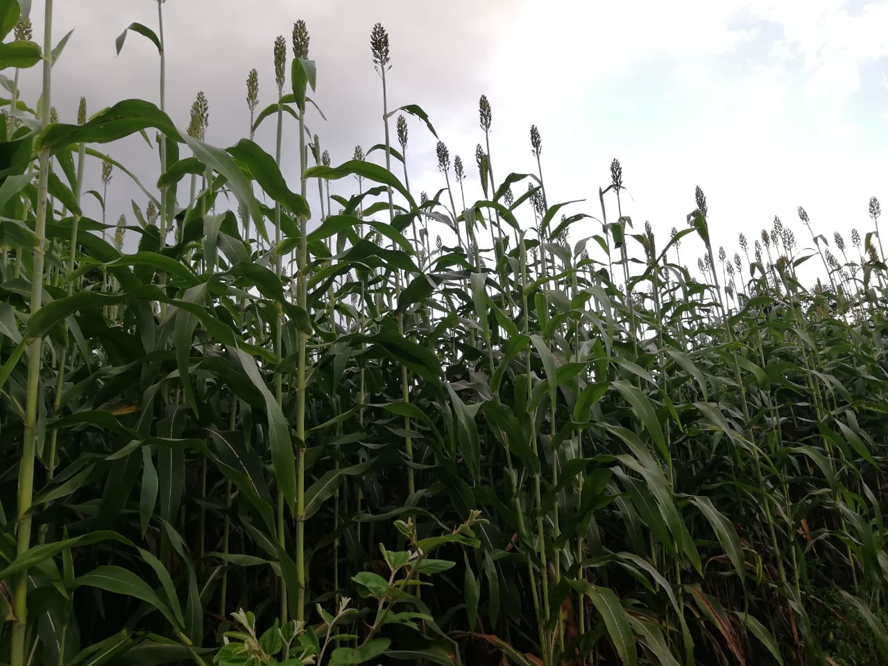 Farmers in Balaka Celebrate Success of Sorghum Project, Boosting Food ...