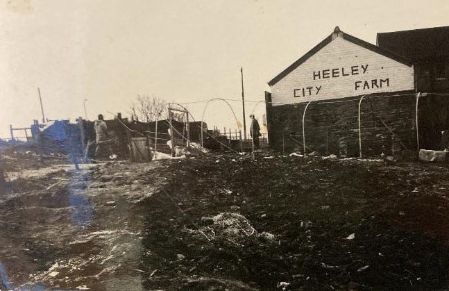 Heeley City Farm has shed nine employees and a CEO. Are they ready to ...