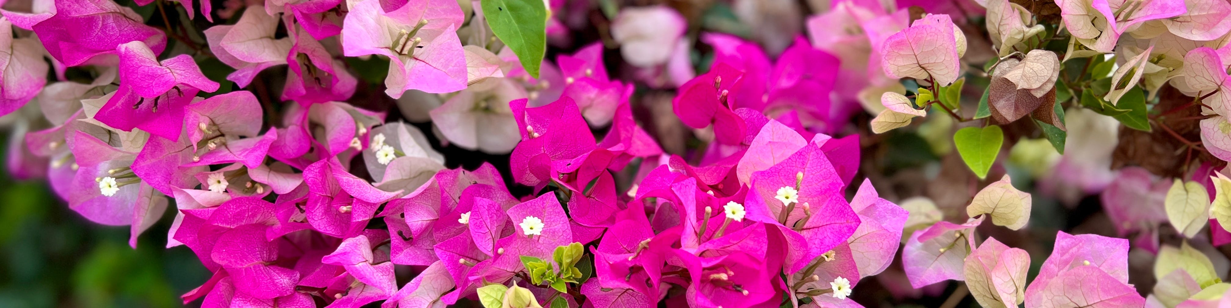 TGIF :: The Eight Awarenesses - ClearLife with Cecily Mak