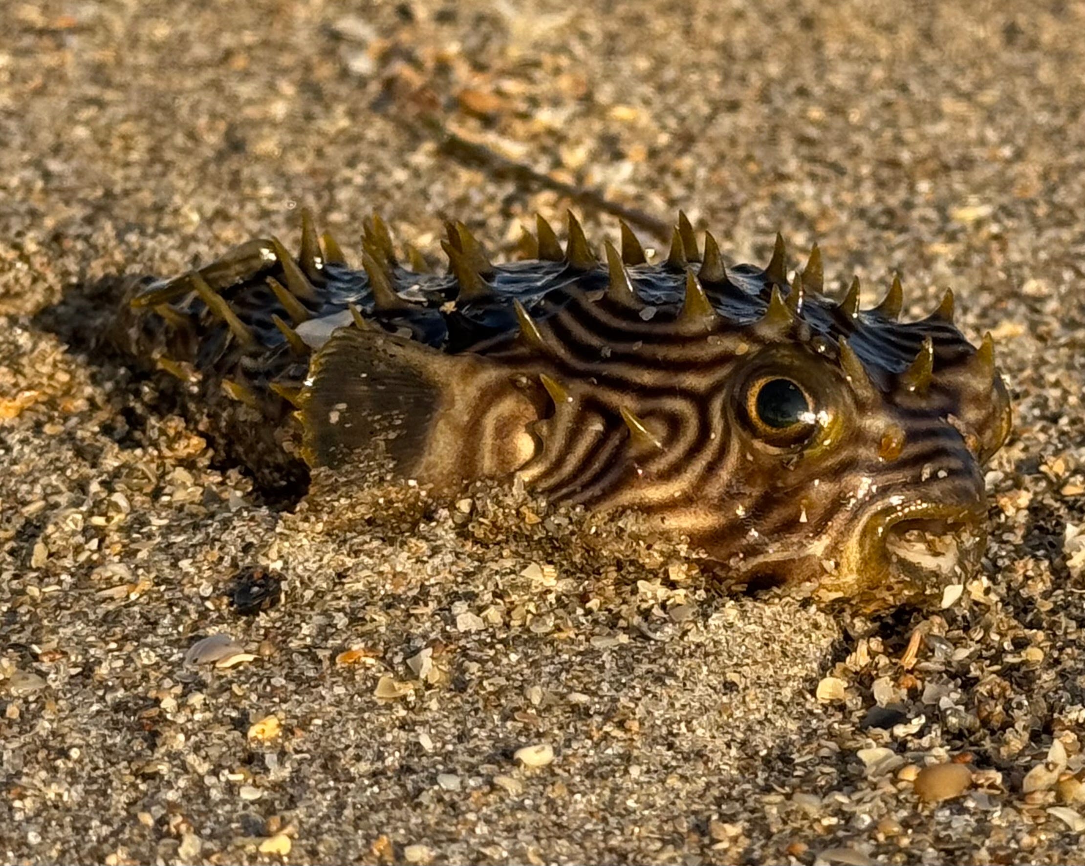 Fish Story - by Kim Mosiman - UndeniableJoy