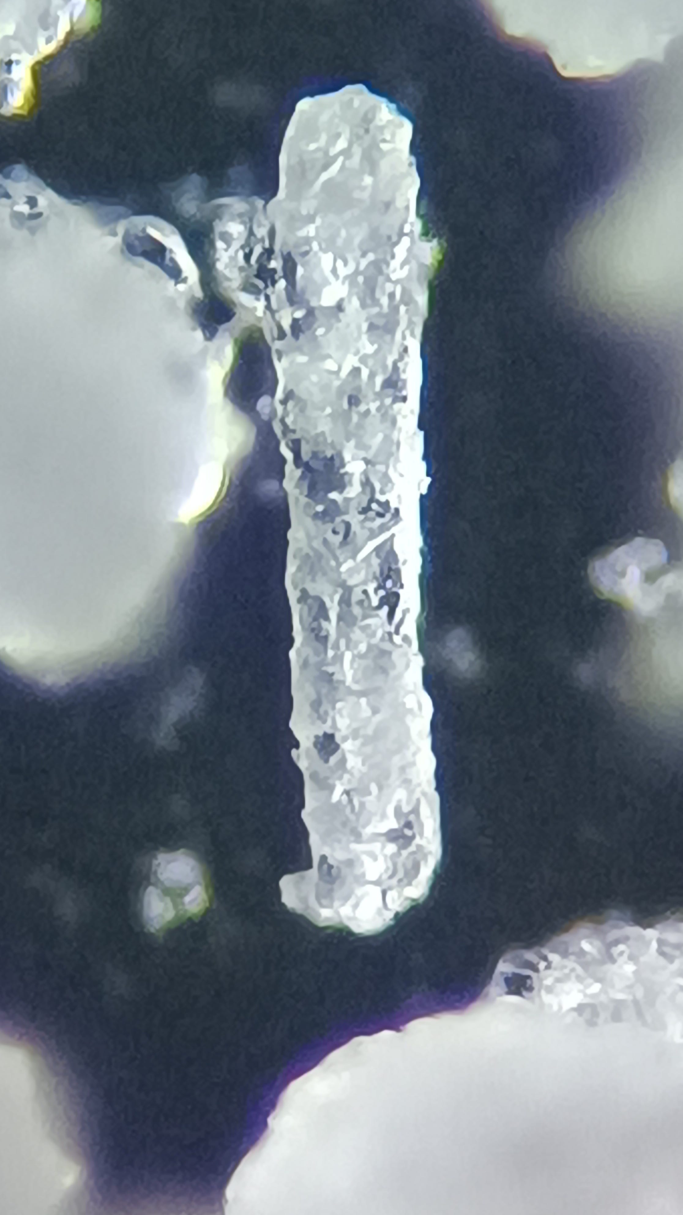 Dmg By Matt J A O B Matts Microscopy
