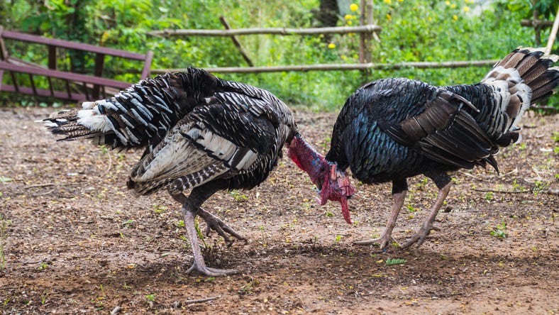 Rules of Engagement - by Joel Bowman