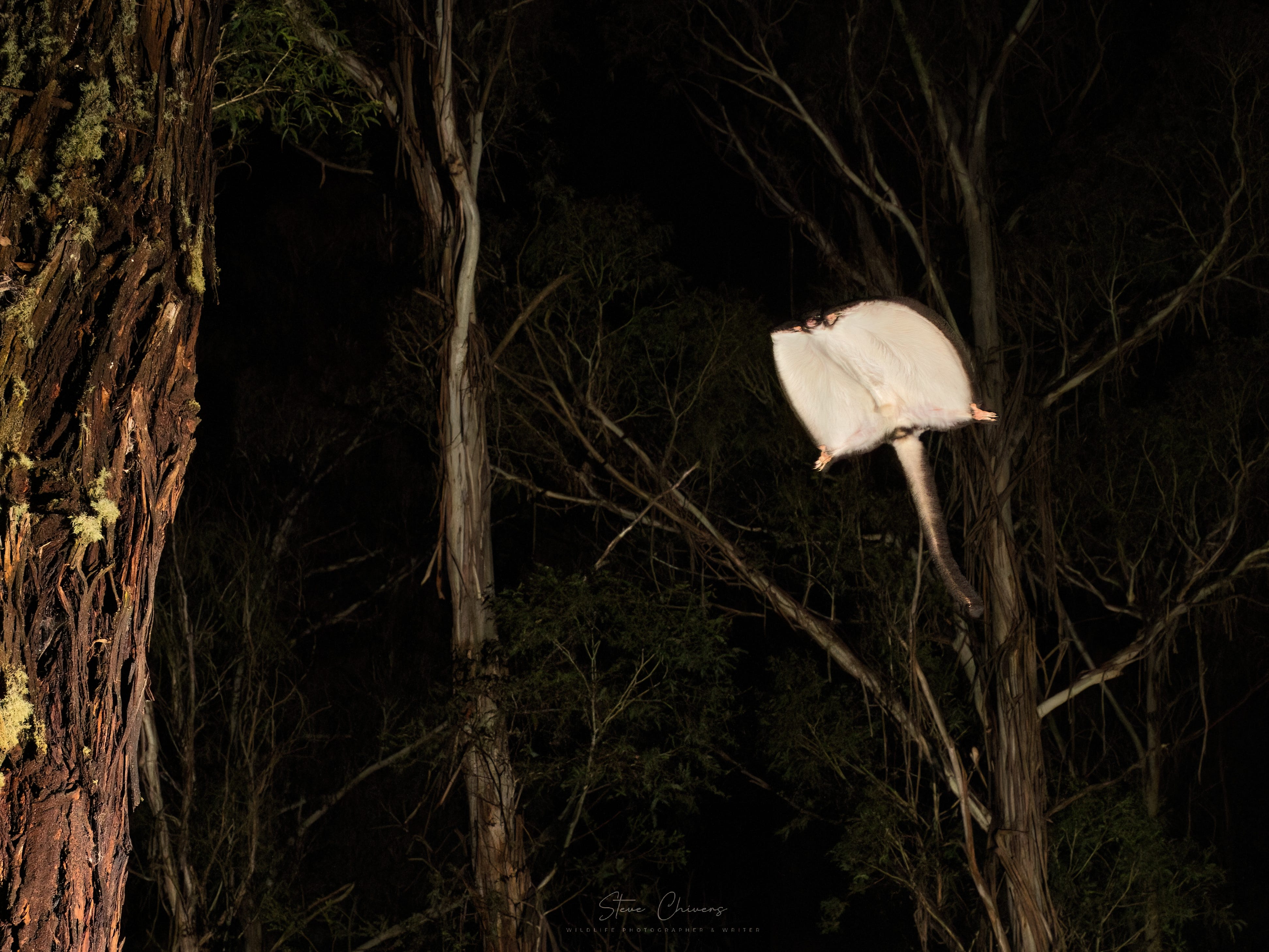 The Eastern Naturalist #19 - by Steve James Chivers