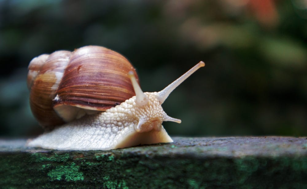 "Hopeful Monsters", Saltationism, and Other Useful Ideas in ...