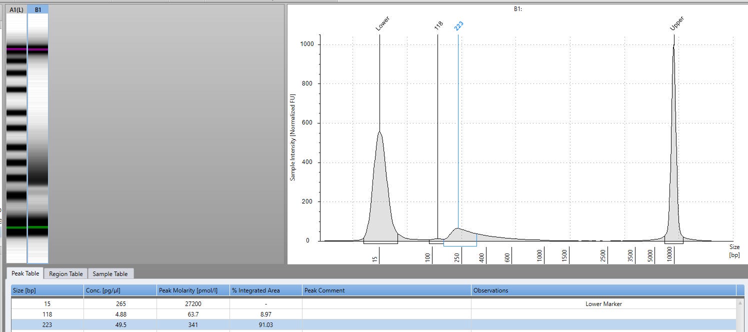SV40 origin of replication in mammalian cells in absence of SV40 Large ...