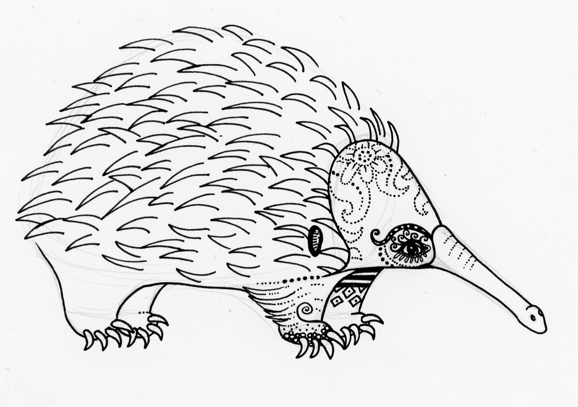 How to Draw - Echidna - by Zinia King - Zinia’s Substack